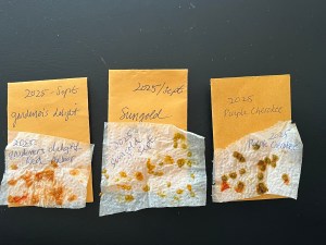 Random garden joy 20: seed saving 2 | Blazing Light, Love's Song